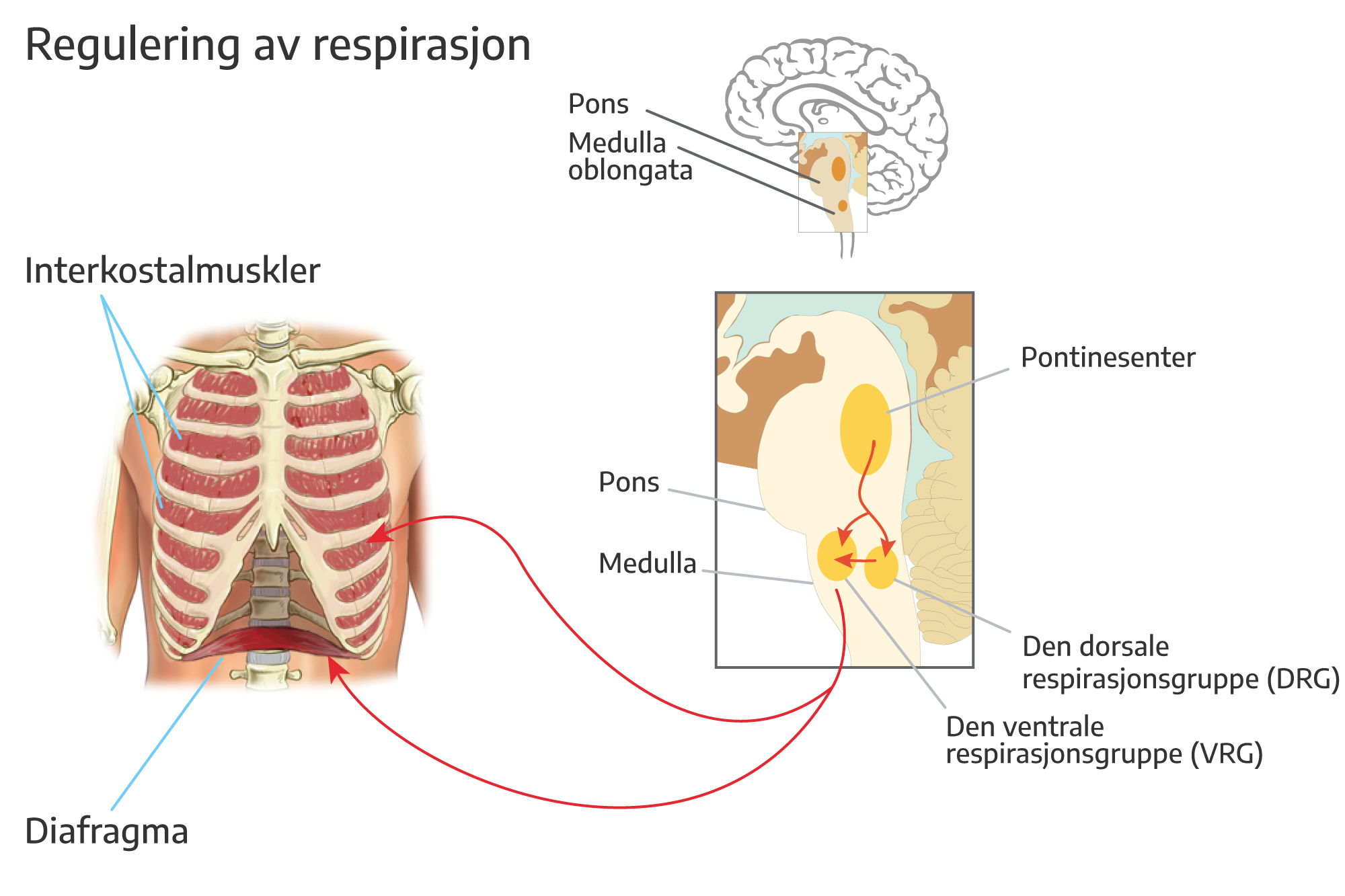 2.4 Regulering av respirasjon – Respirasjonssystemet