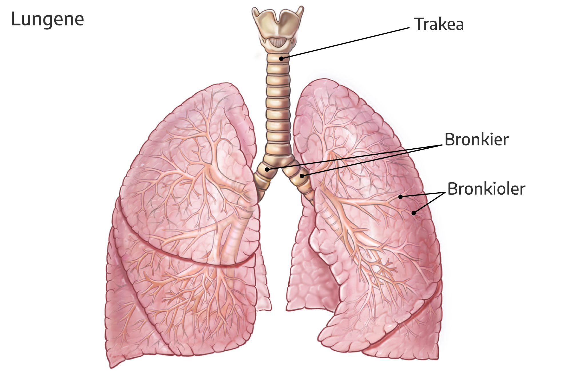 1.3 Bronkier og bronkioler – Respirasjonssystemet
