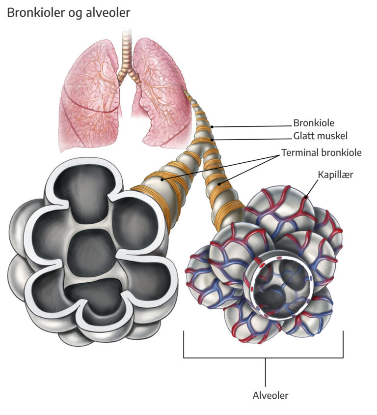 1.4 Alveolene – Respirasjonssystemet