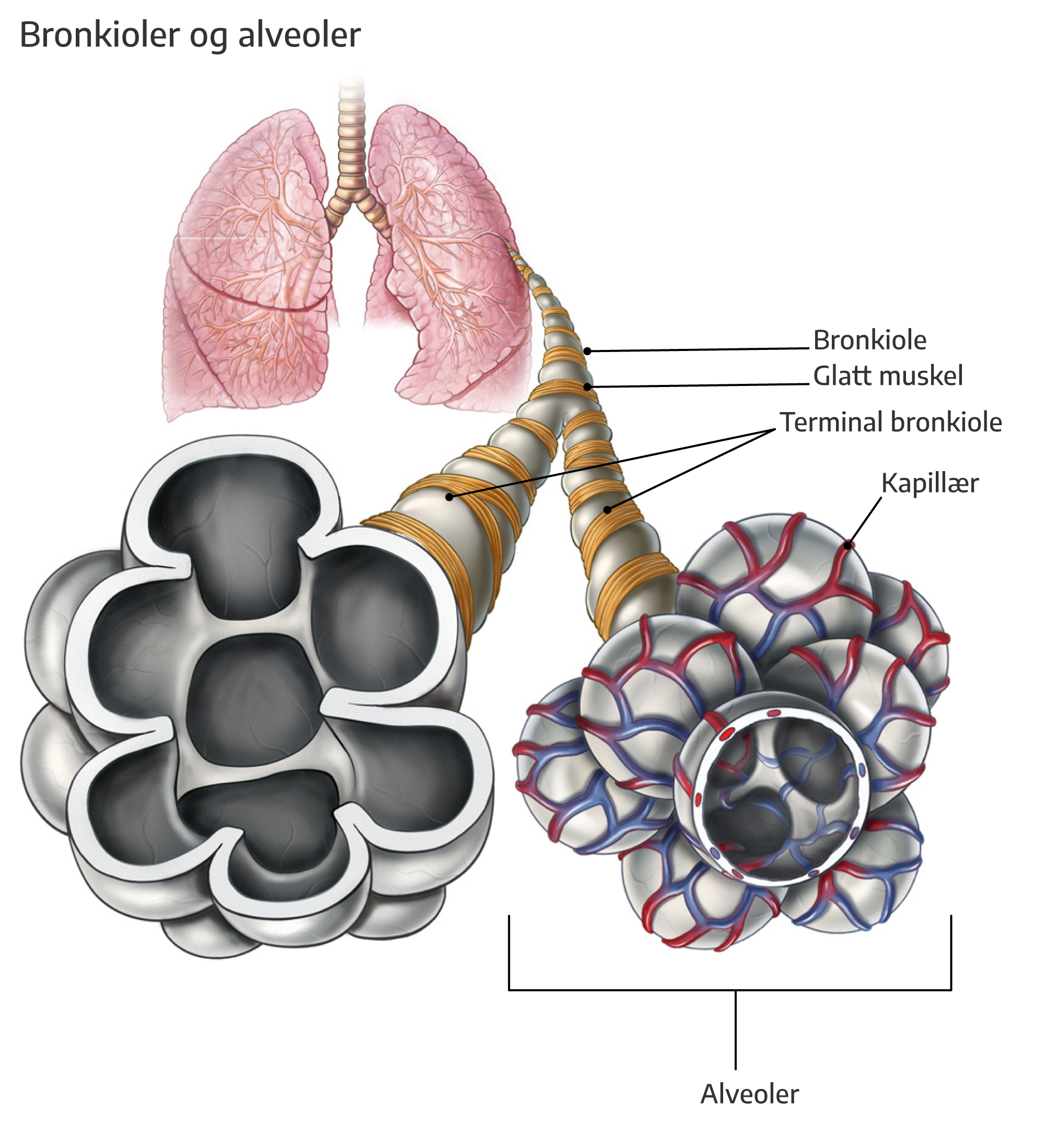1.4 Alveolene – Respirasjonssystemet