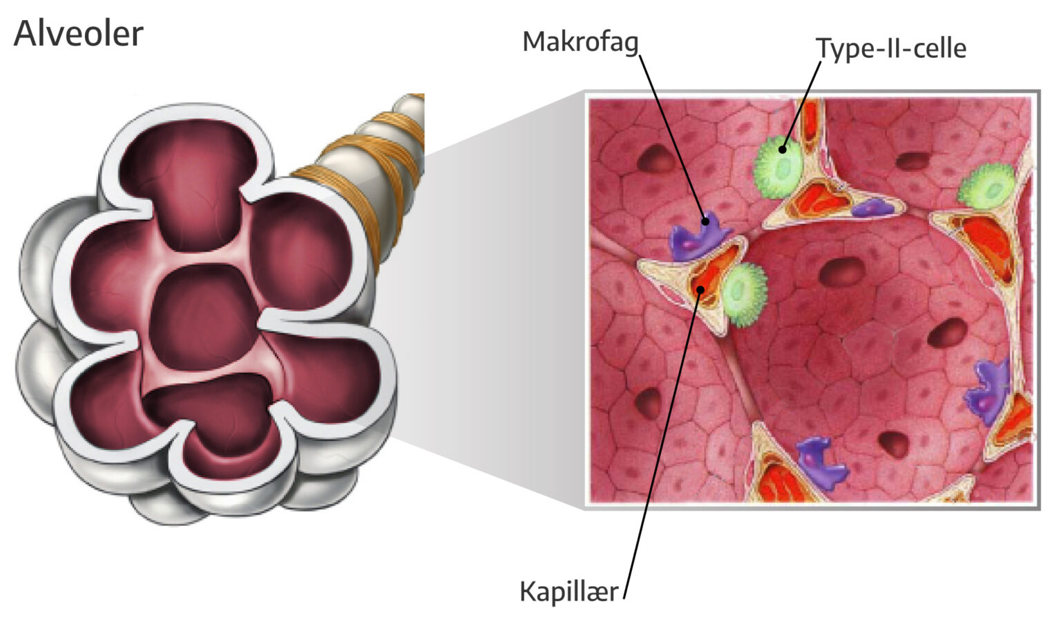 1.4 Alveolene – Respirasjonssystemet